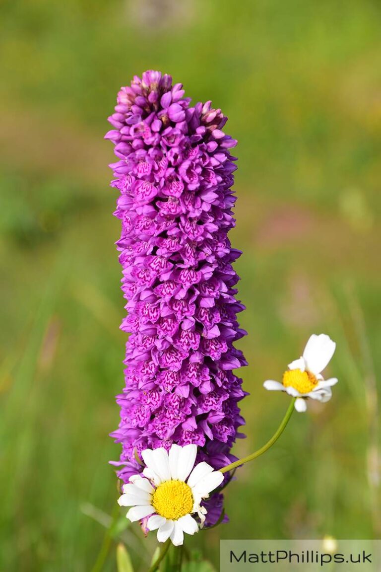 UK Flora Photo Gallery | Matt Phillips Photography