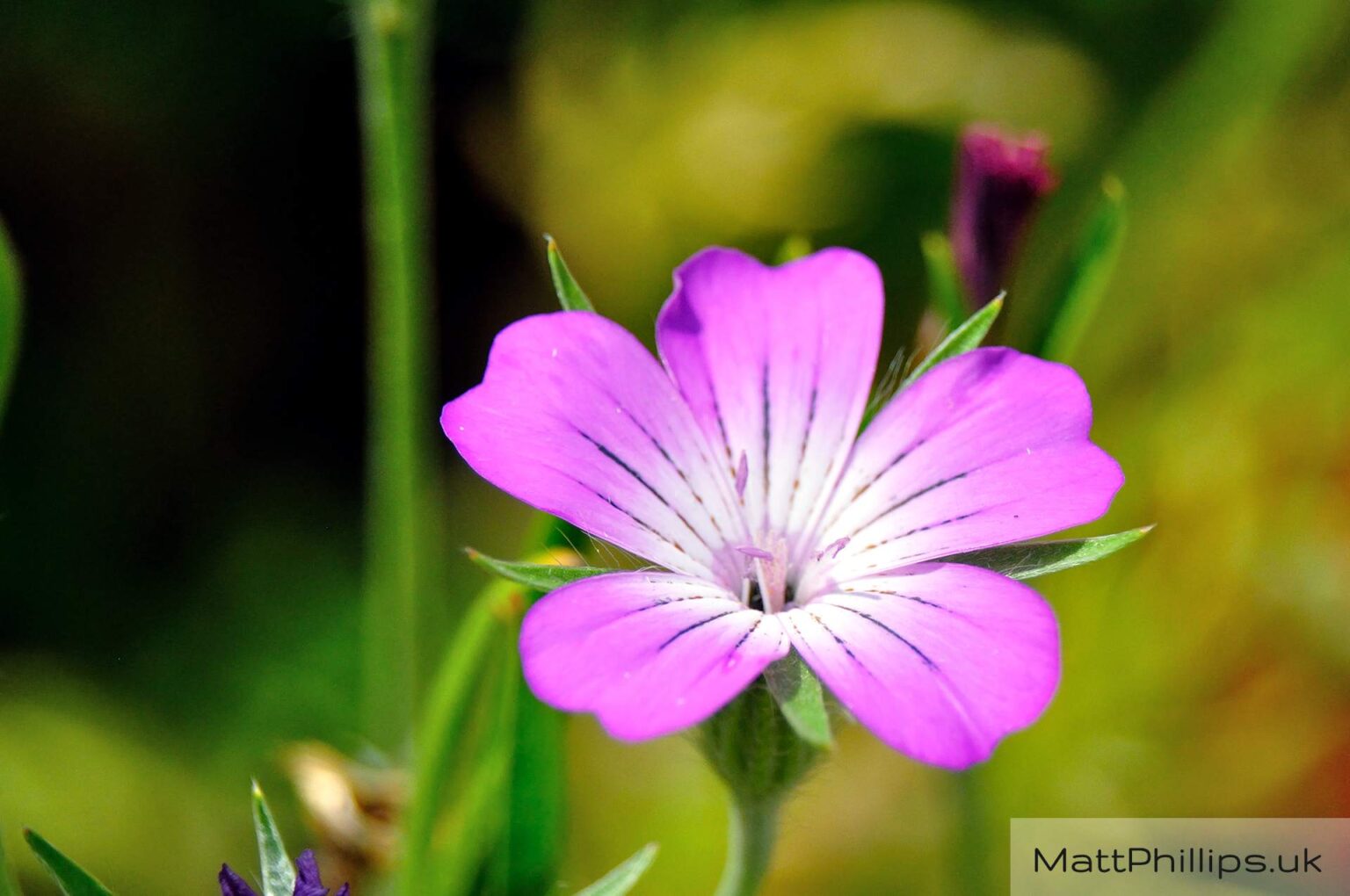 UK Flora Photo Gallery | Matt Phillips Photography