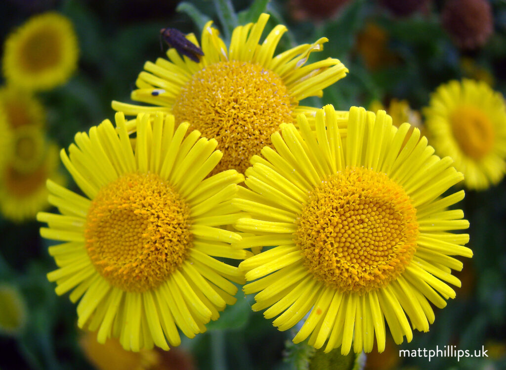 UK Flora Photo Gallery | Matt Phillips Photography