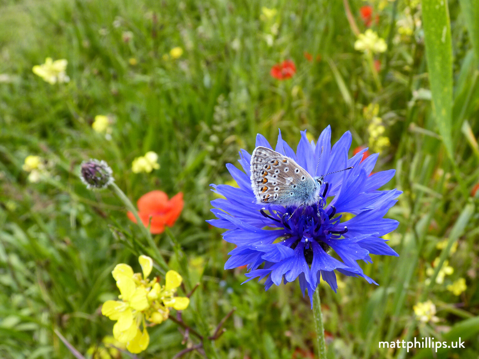 UK Flora Photo Gallery | Matt Phillips Photography