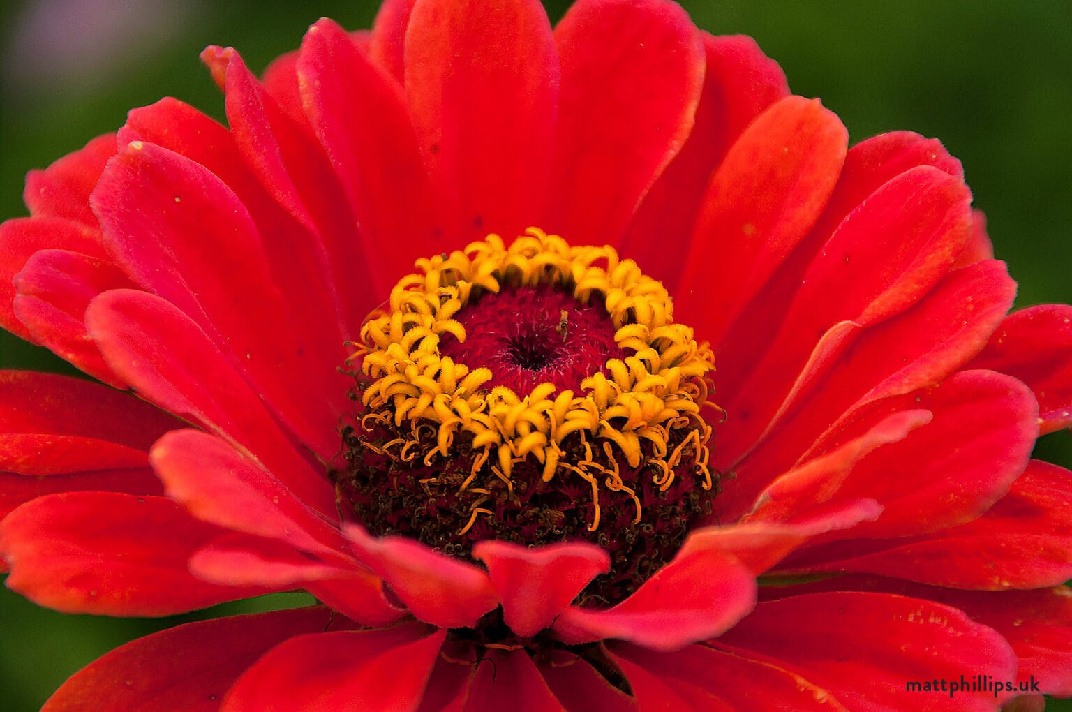 UK Flora Photo Gallery | Matt Phillips Photography